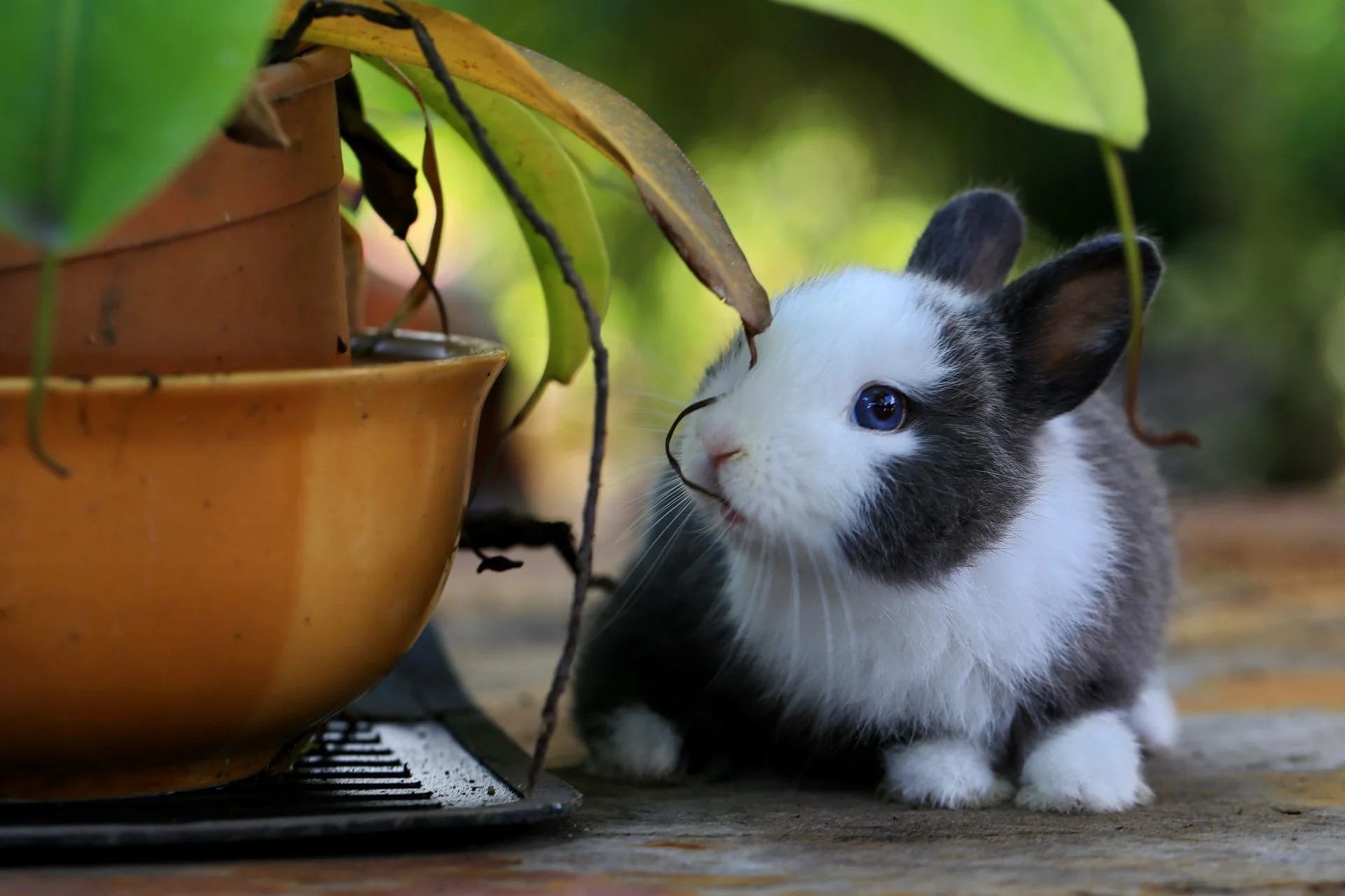 How to care for a baby rabbit: find out everything about big ears ...