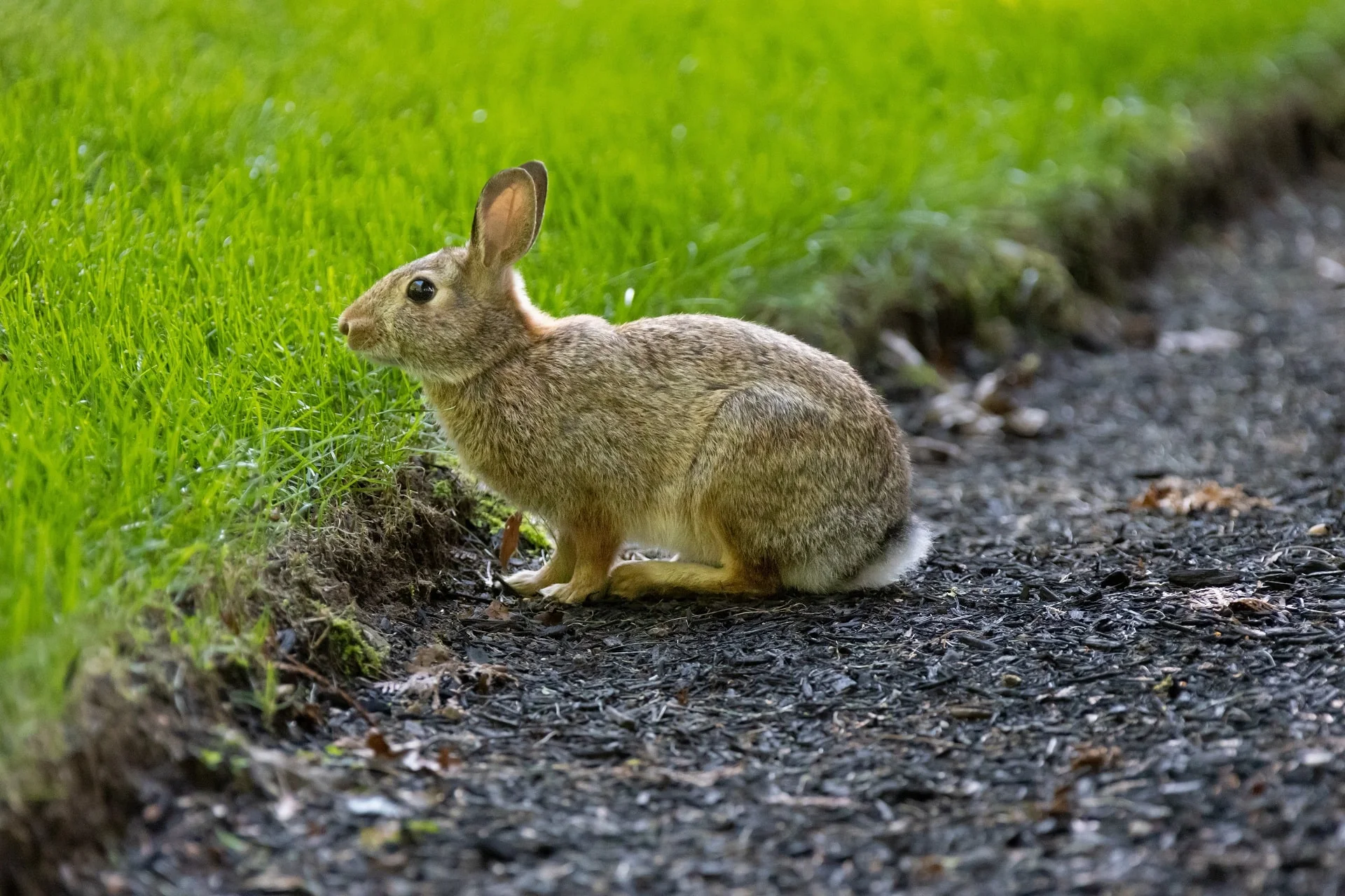 Is a rabbit a rodent? We answer this question - Roznama Pakistan