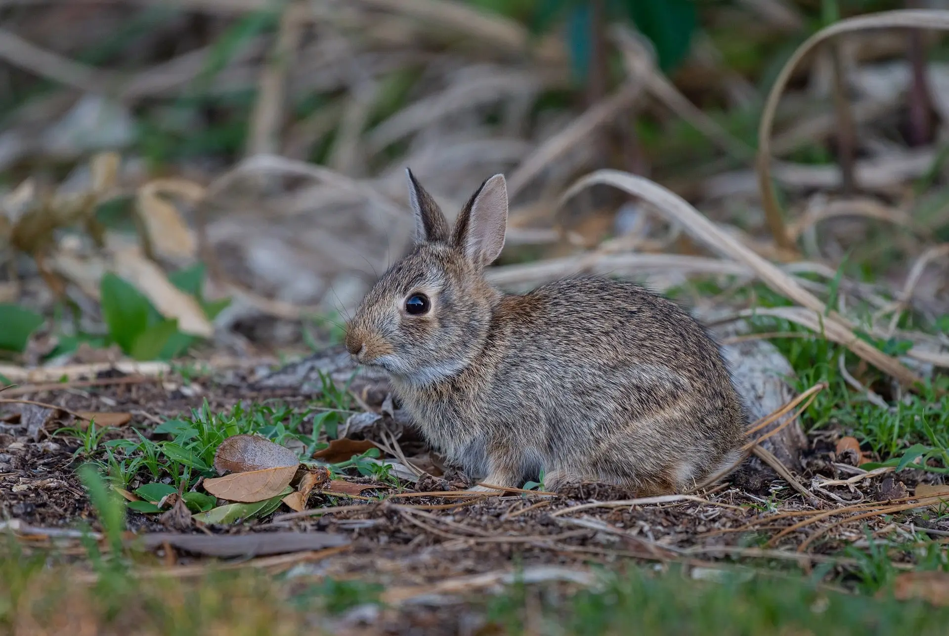 Pet rabbit: 6 reasons to have one at home - Roznama Pakistan